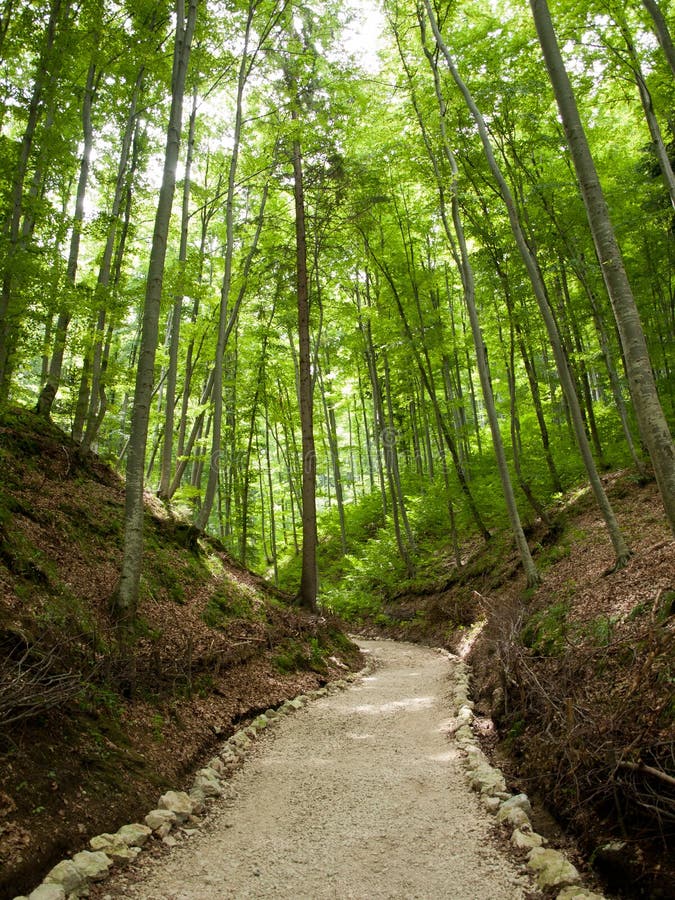 Path that Leads To a Picnic Area Stock Image - Image of lane, plants ...