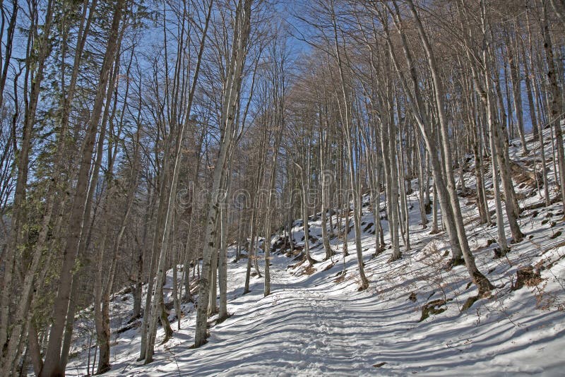 Marked path in a forest stock image. Image of relax, season - 35715601