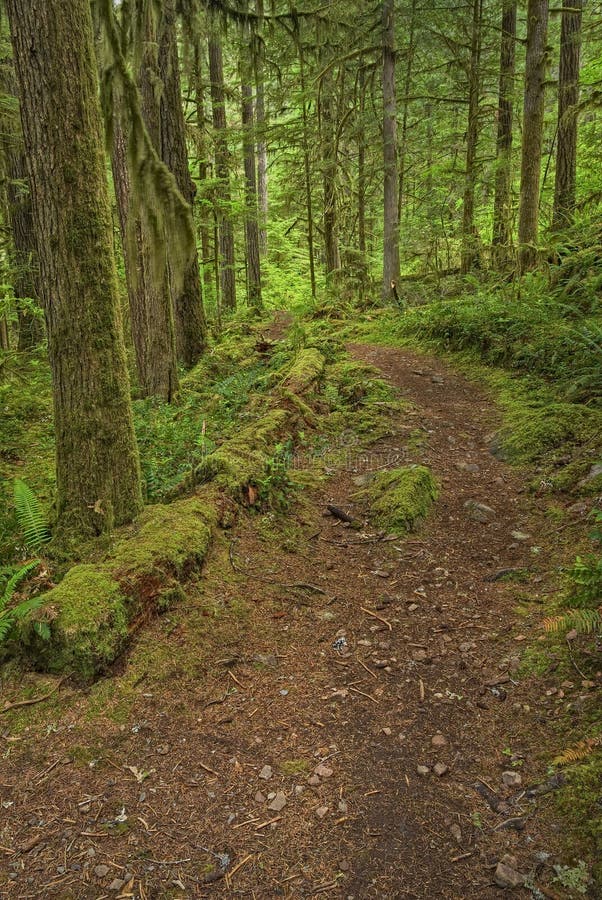 Forest Path stock photo. Image of brown, trunks, woods - 3812682