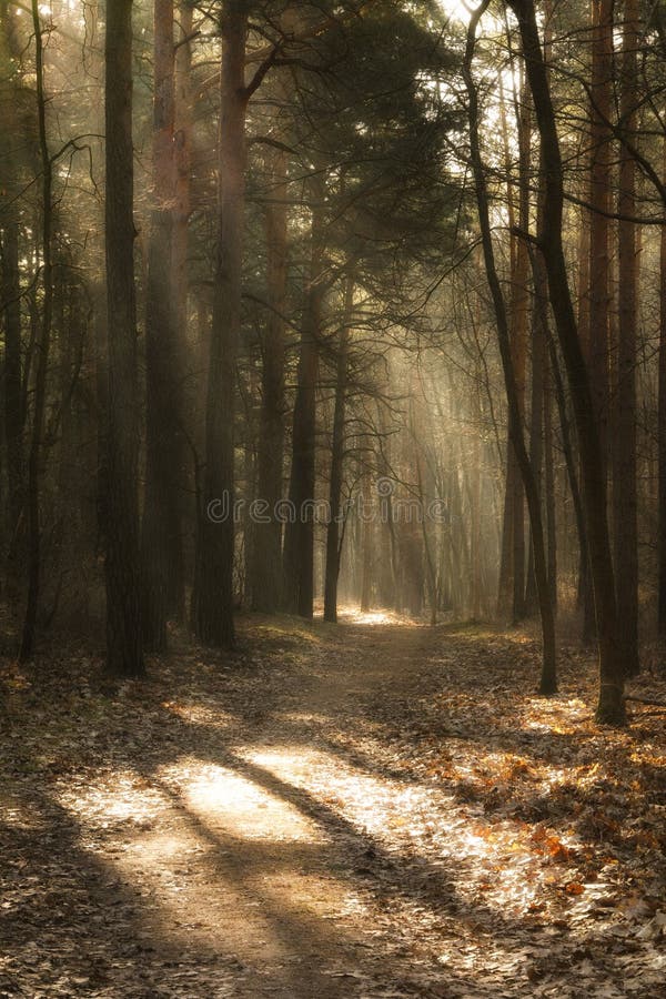 Forest stock image. Image of wander, autumn, hike, foliage - 40367389
