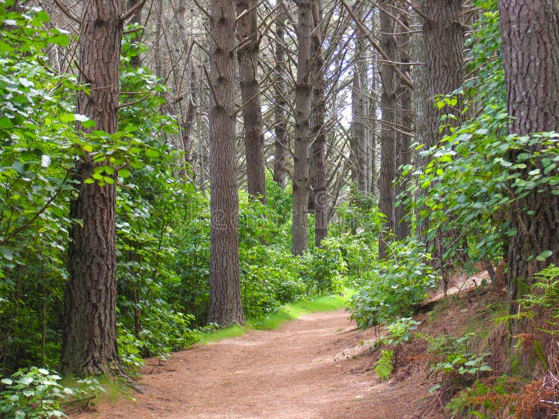 Forest Path stock image. Image of forest, jungle, plant - 4510437