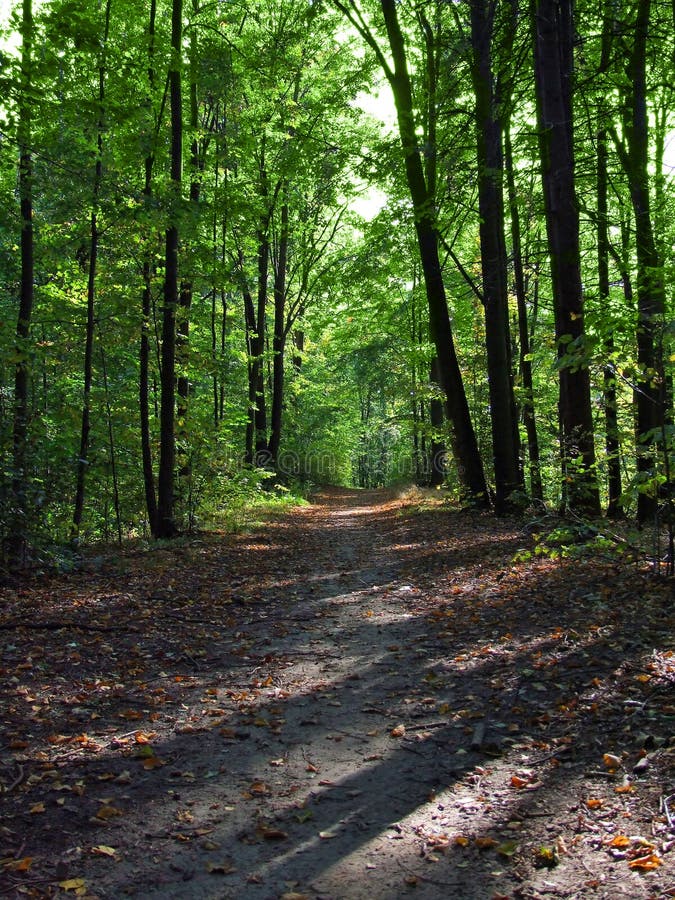 Hiking Trail through Pennsylvania Forest Stock Photo - Image of nature ...