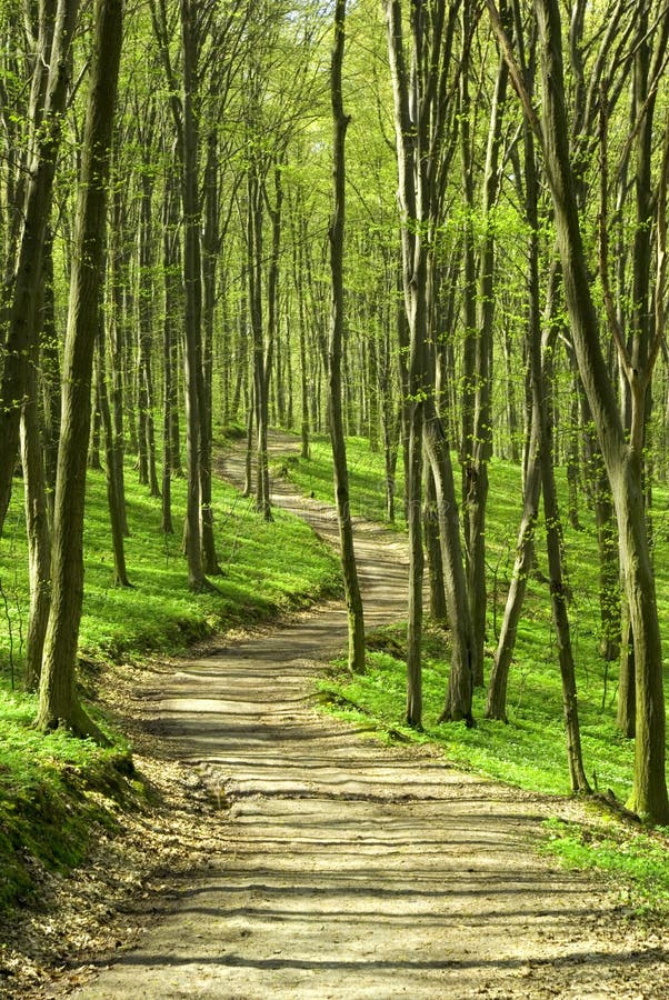 Forest Path stock image. Image of walk, peace, outdoors - 275307