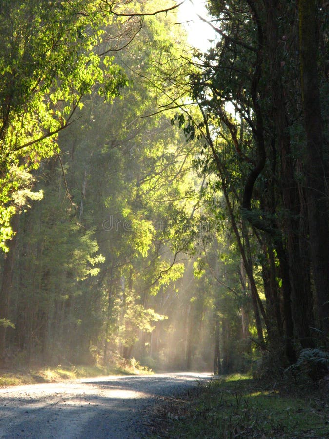Forest Path stock photo. Image of leaves, sunrays, park - 4971836