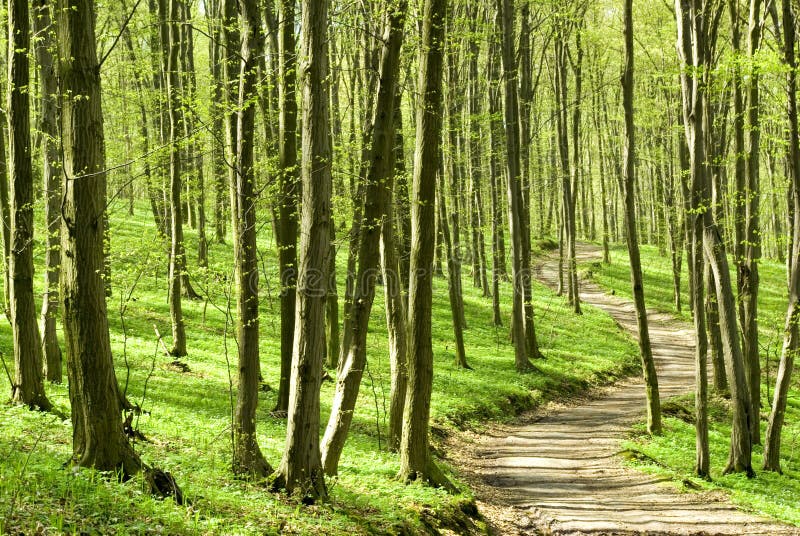 Forest path stock image. Image of green, soft, warm, shadow - 4976815