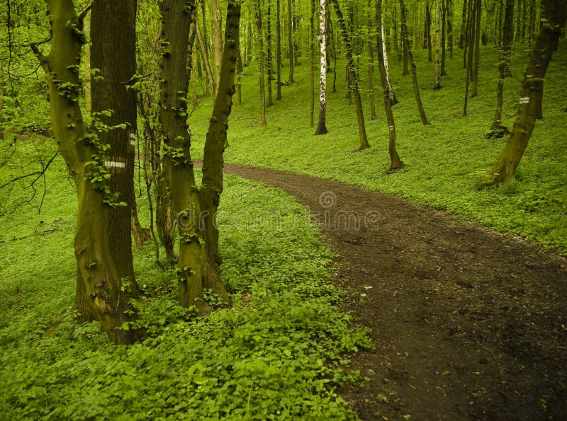 Forest path stock photo. Image of footpath, fresh, environment - 5077524