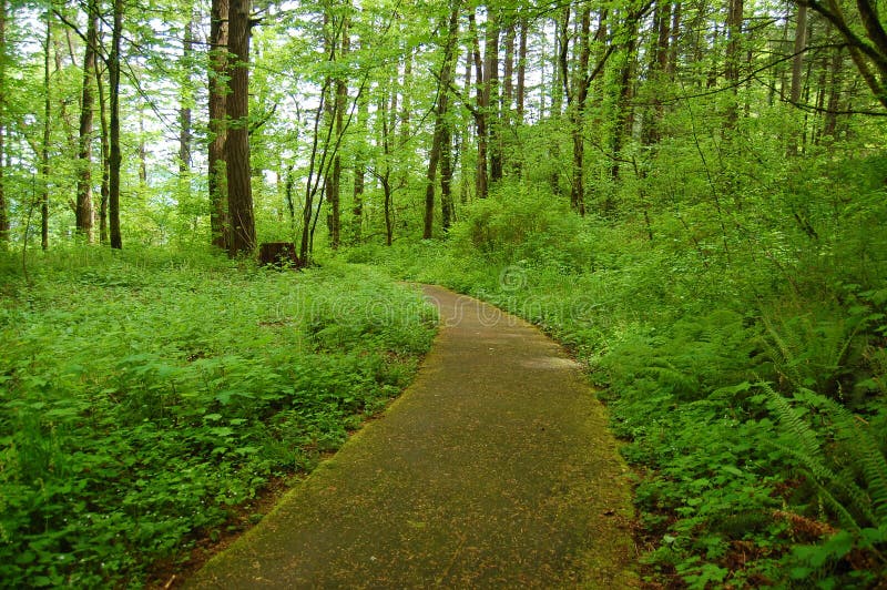 Forest Path Picture. Image: 5368817