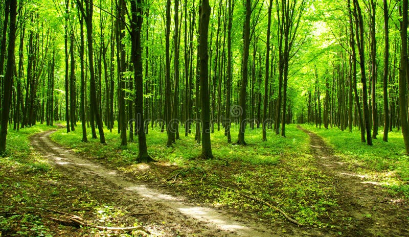 Forest path stock photo. Image of misty, hornbeam, light - 6397838