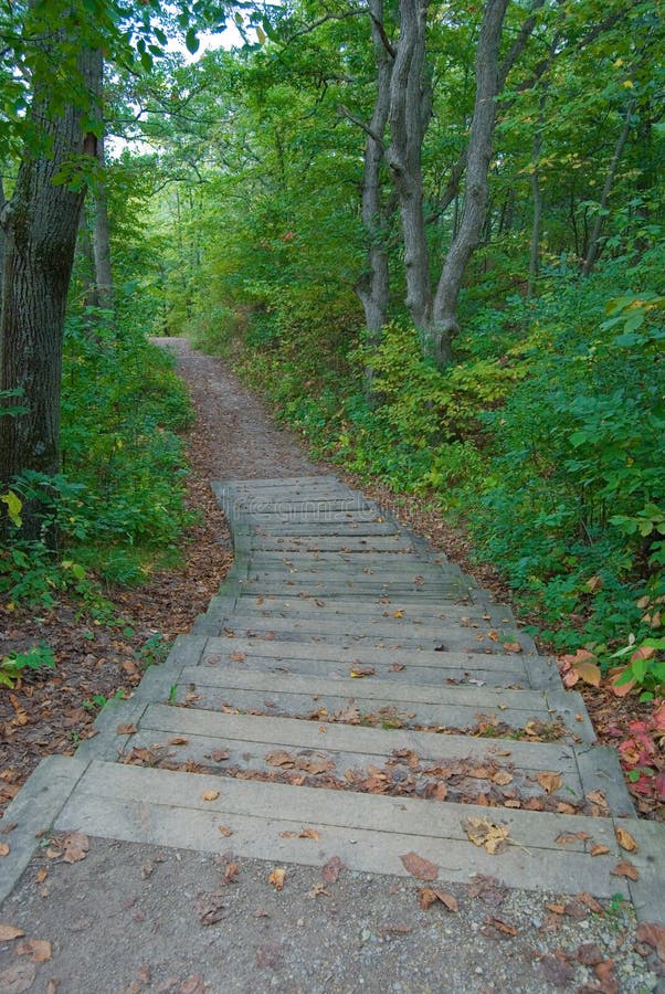 Forest Steps stock photo. Image of woods, fall, path, forest - 33480