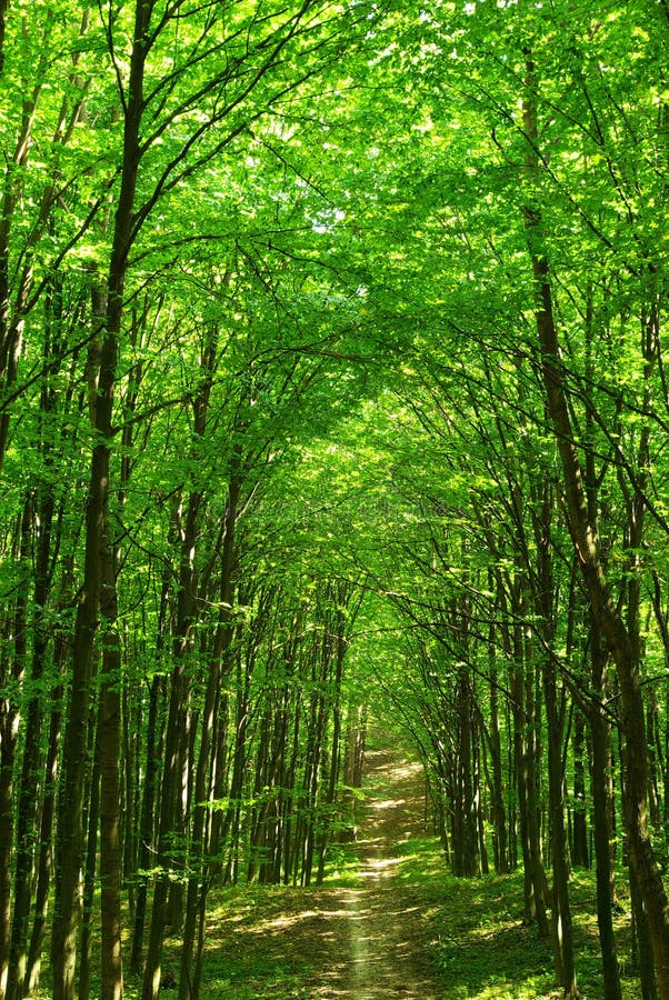 Forest path stock photo. Image of path, trunk, wood, scenic - 6973422
