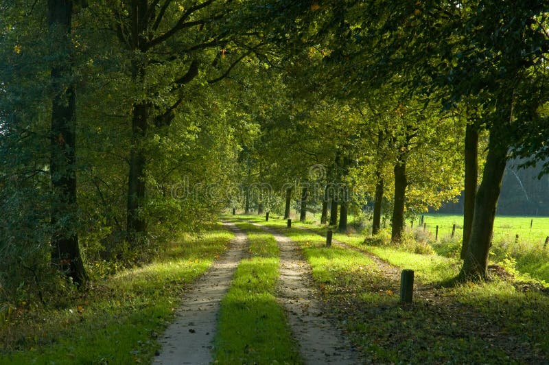 Forest path stock image. Image of outdoors, trailway, scenery - 8458983