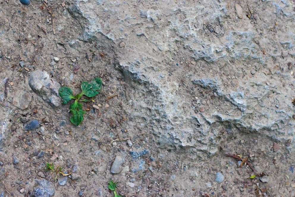 Forest path from above stock photo. Image of close, tree - 115905106