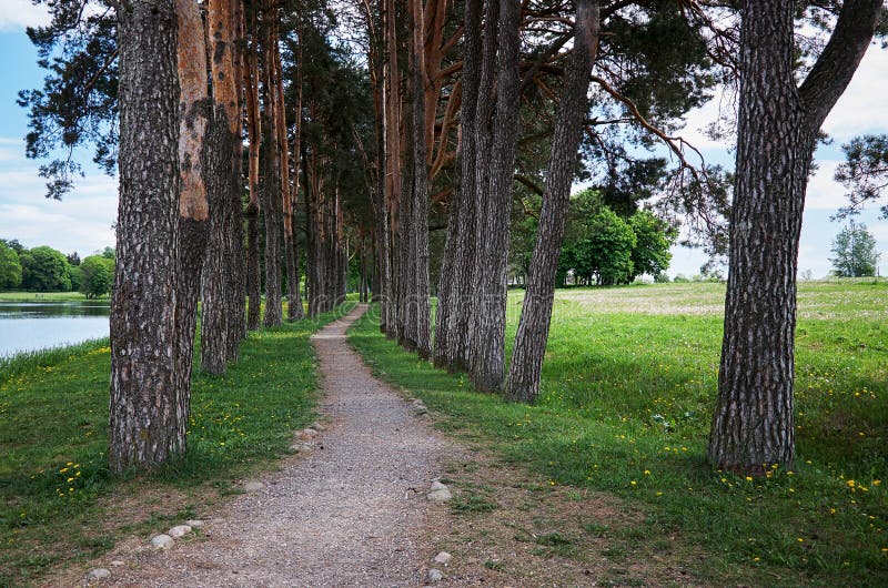 Forest Path. Alley of Tall Trees Stock Image - Image of scenic ...