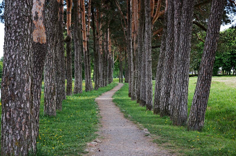 Forest Path. Alley of Tall Trees Stock Image - Image of scenic ...
