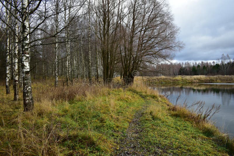Forest Path Along the River. Birch Grove Stock Image - Image of grass ...