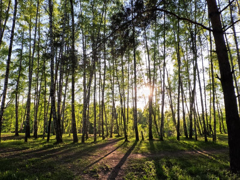 A Forest Path Along a Row of Trees. the Sun is Shining and the Rays ...