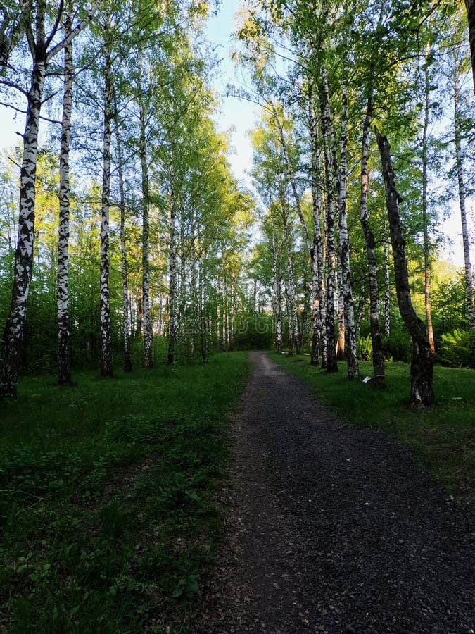 A Forest Path Along a Row of Trees. the Sun is Shining and the Rays ...