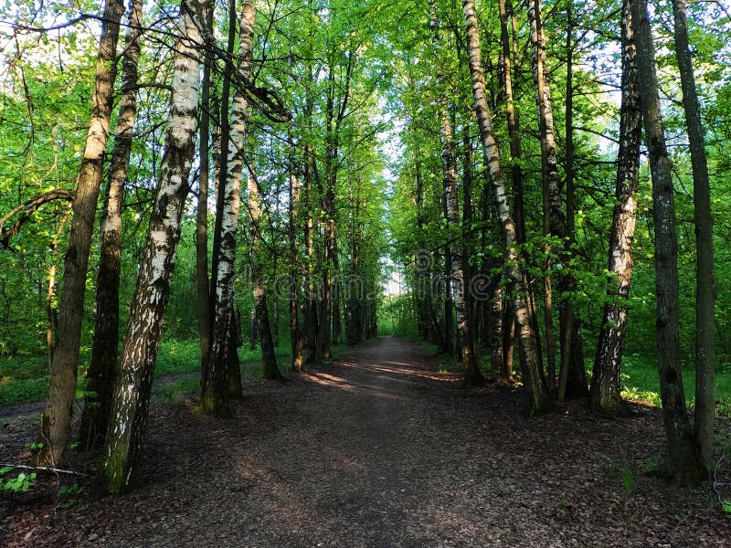 A Forest Path Along a Row of Trees. the Sun is Shining and the Rays ...