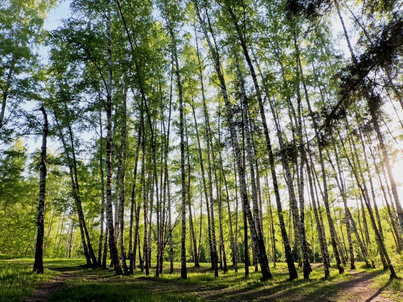 A Forest Path Along a Row of Trees. the Sun is Shining and the Rays ...