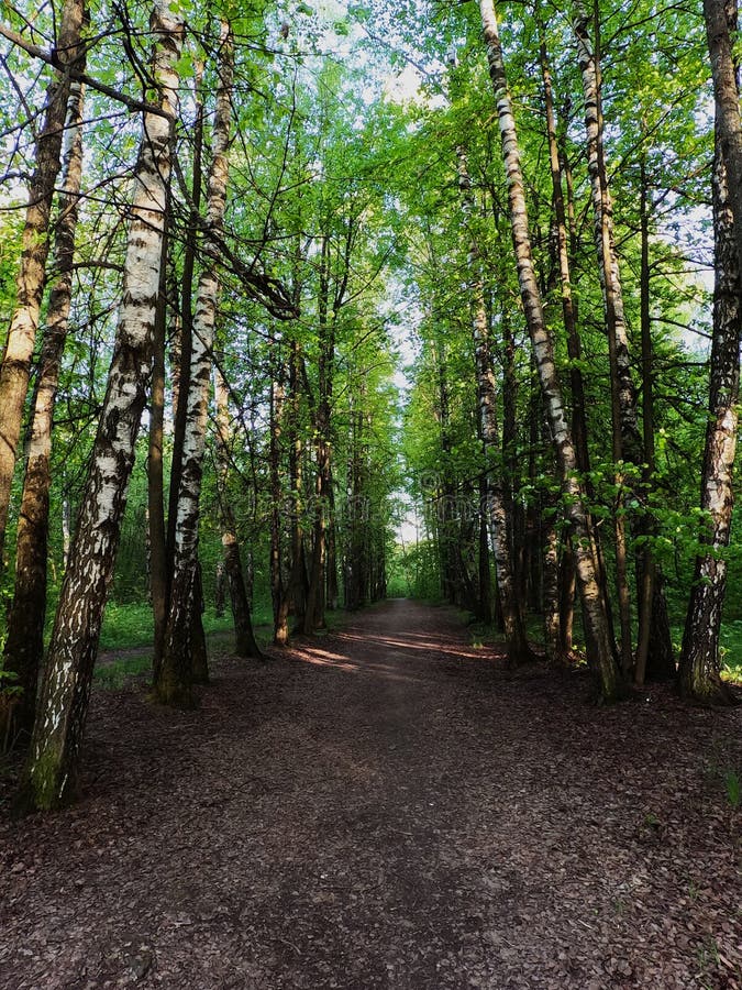 A Forest Path Along a Row of Trees. the Sun is Shining and the Rays ...