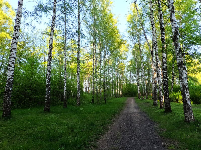 A Forest Path Along a Row of Trees. the Sun is Shining and the Rays ...