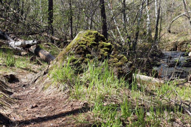 A Forest Path Along a Stream, Fallen Trees and a Rock Covered with Moss ...