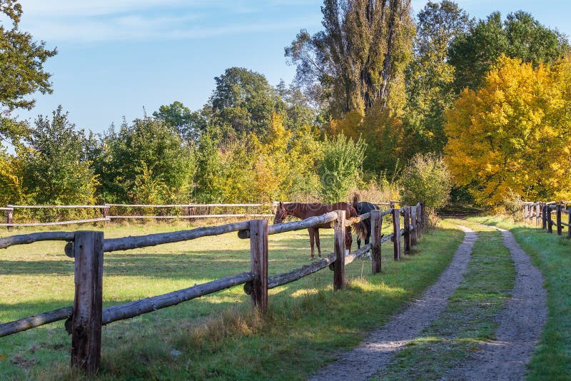 Forest Path Around the Corral for Horses. There are Two Horses in the ...
