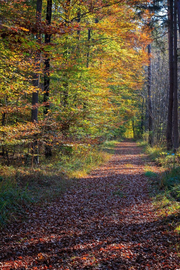 Forest path in the autumn stock photo. Image of bushes - 132174596