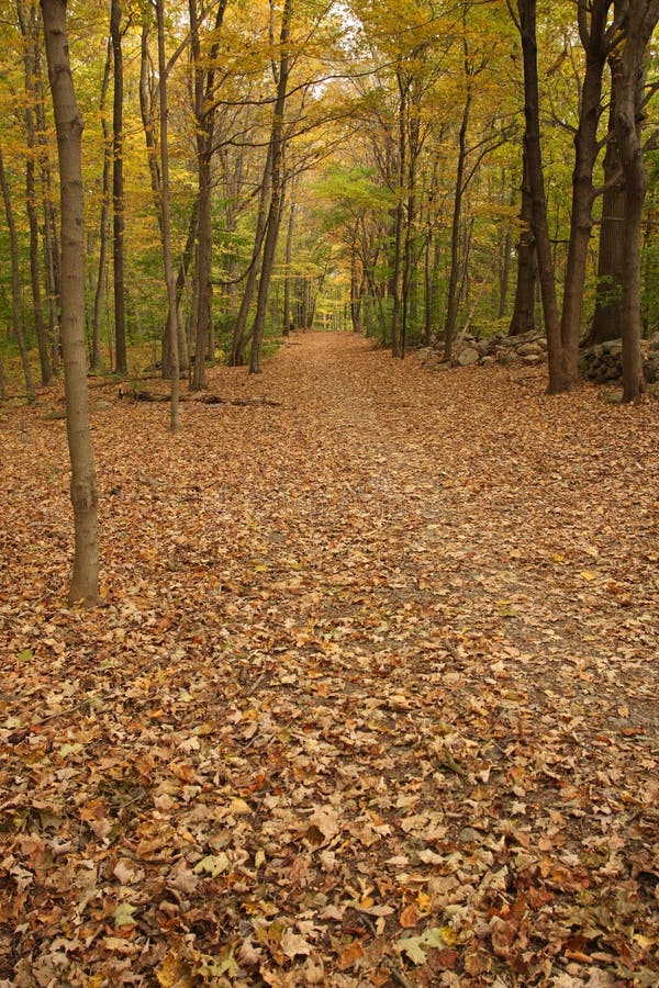 Path Woods Fall Stock Photos - Download 39,028 Royalty Free Photos