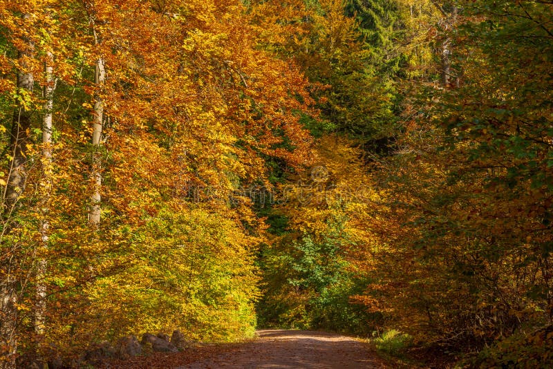 A Forest Path in Autumn with Colorful Leaves Stock Photo - Image of ...