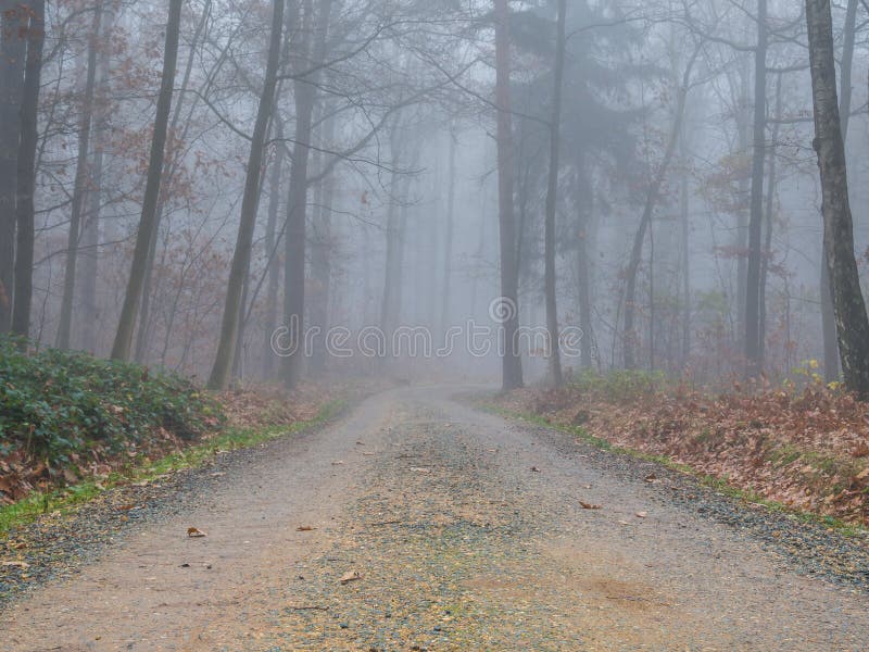 Forest path in autumn fog stock image. Image of forest - 194475699