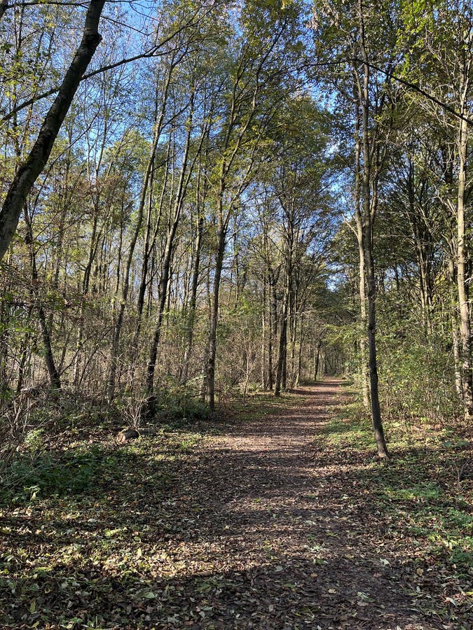 Forest path in autumn stock image. Image of grove, fall - 262924093