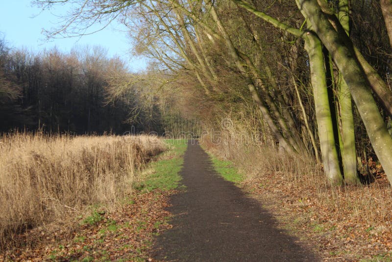 Forest path in autumn stock image. Image of conifer, calm - 83327319