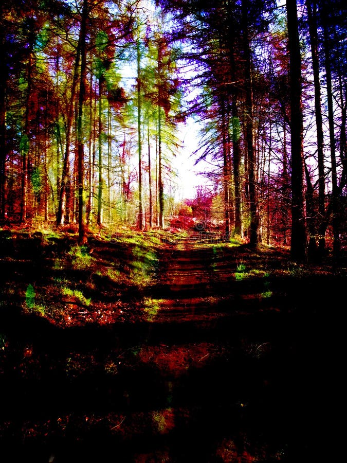 Forest Path Background stock photo. Image of dark, forest - 282033904