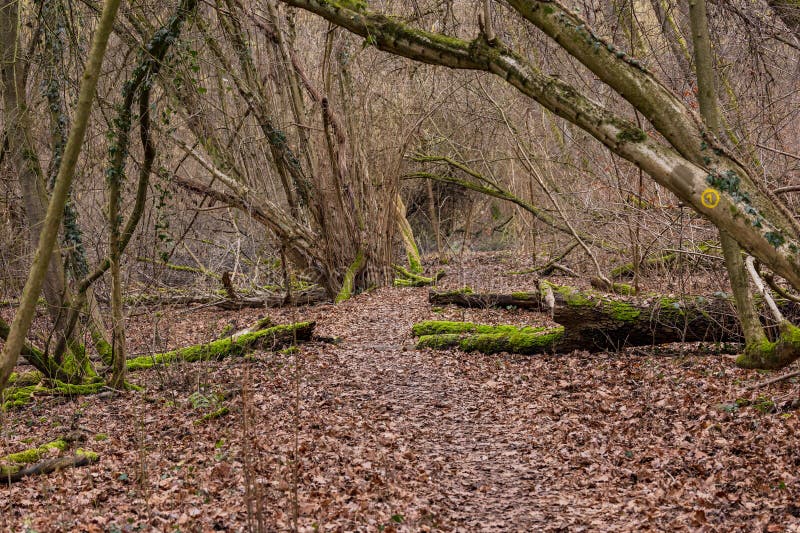 A Lonely Path through the Winter Forest with Fallen Trees on the Ground ...