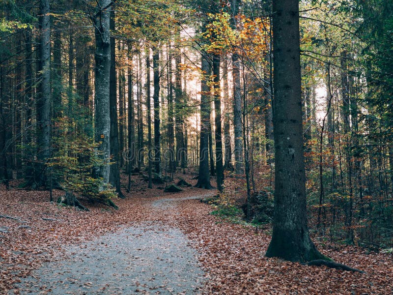 Forest Path. Beautiful Autumn Forest Landscape Stock Photo - Image of ...