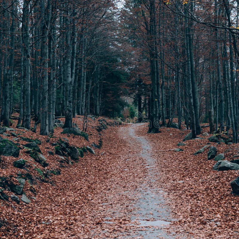 Forest Path. Beautiful Autumn Forest Landscape Stock Image - Image of ...