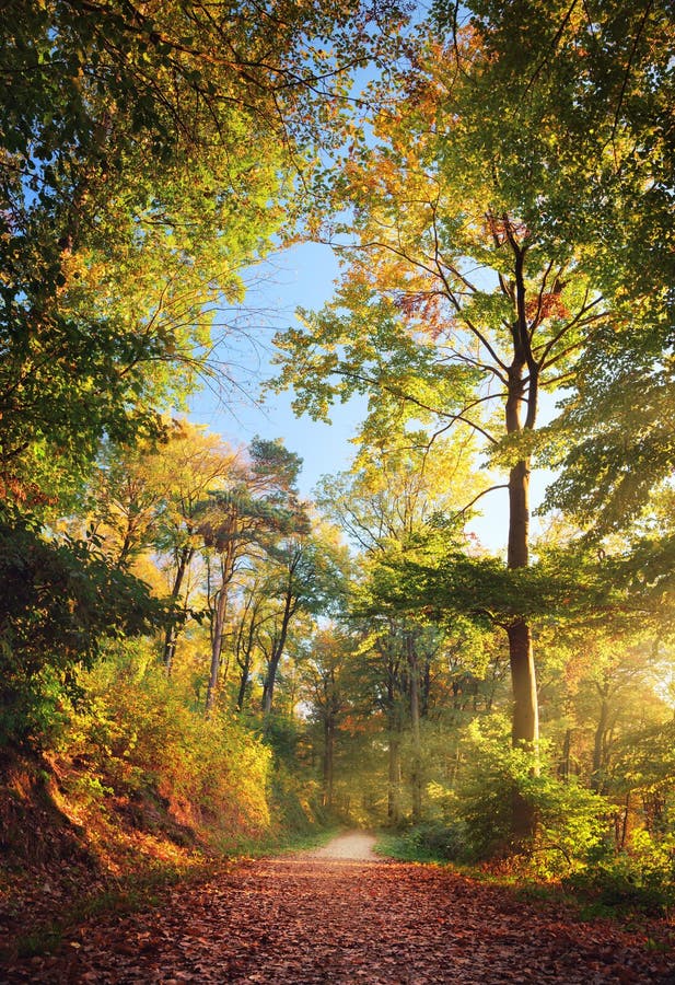 Beautiful Autumn Sunlight in a Forest Stock Photo - Image of scenic ...
