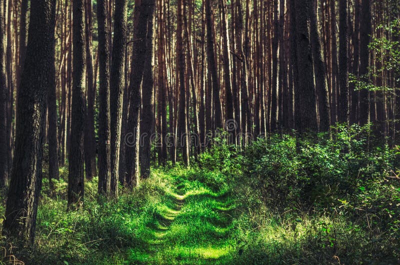 Forest Path in Beautiful Light Stock Photo - Image of beautiful, forest ...