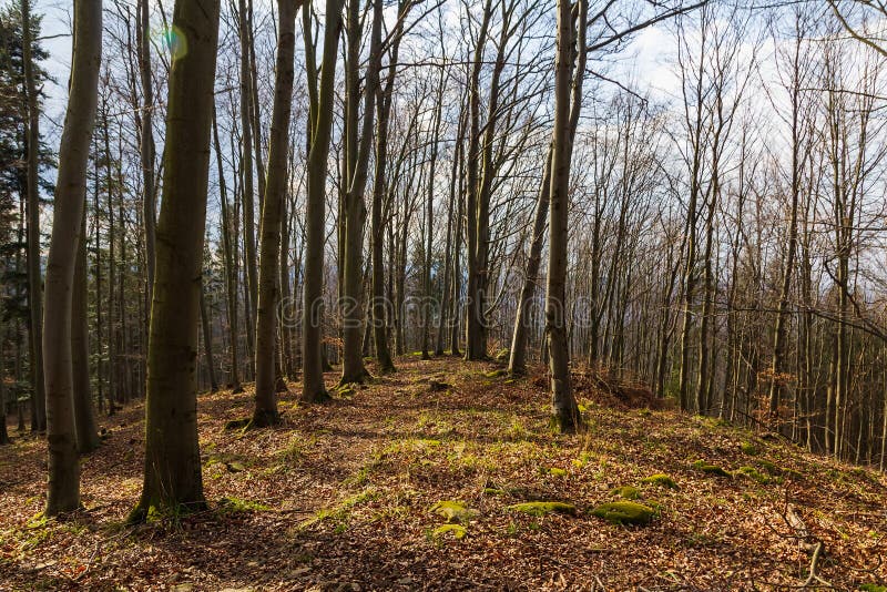 Forest Path in Beech Trees with Cloud Sky. Czech Landscape Stock Photo ...