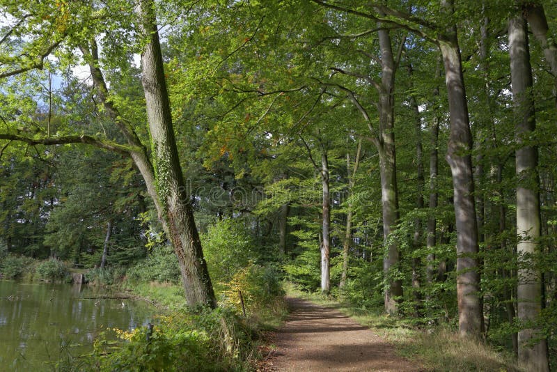 Forest Path with Beeches in Autumn, Lower Saxony, Germany Stock Image ...