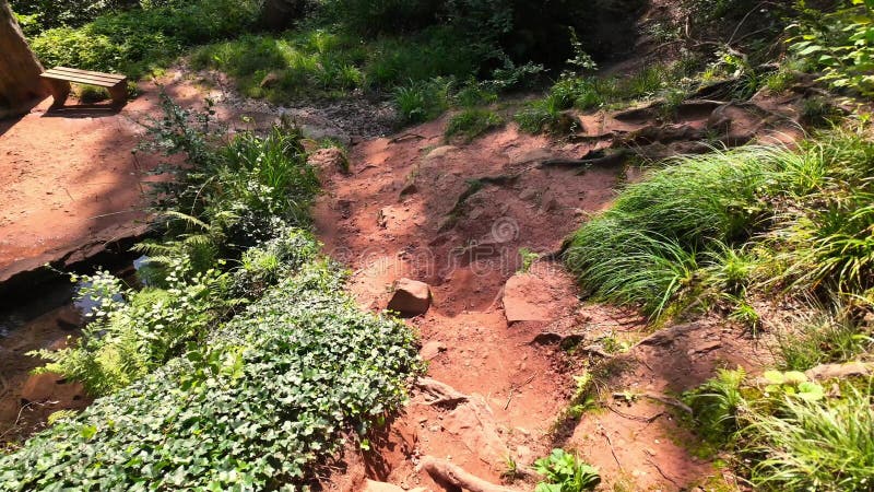 A Forest Path with a Bench and a Small Stream Stock Footage - Video of ...