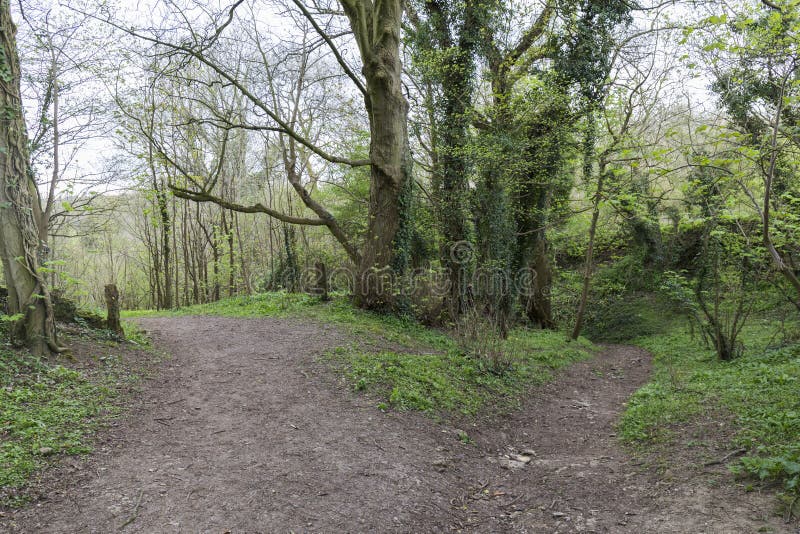 Forest path stock image. Image of nature, crossing, countryside - 183303395
