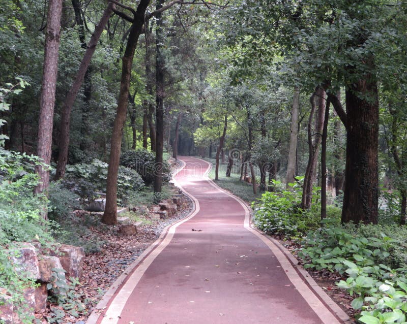 Forest Path stock image. Image of rocks, leaves, plants - 42214687