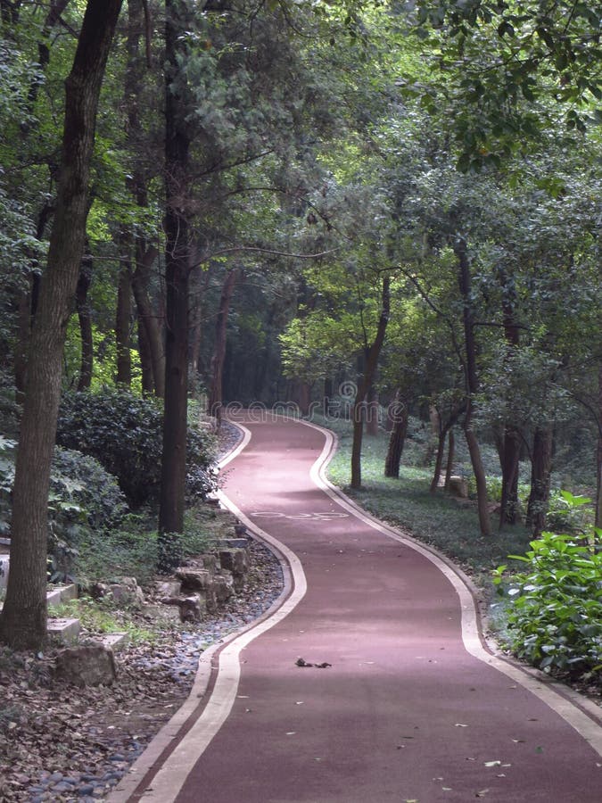 Forest Path stock photo. Image of blacktop, leaf, rocks - 42214768