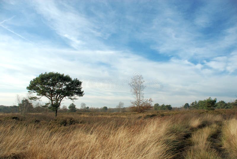Forest path with blue sky. stock image. Image of forest - 1777083