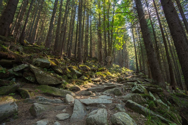Forest Path on the Border between Coniferous Trees. Stock Photo - Image ...