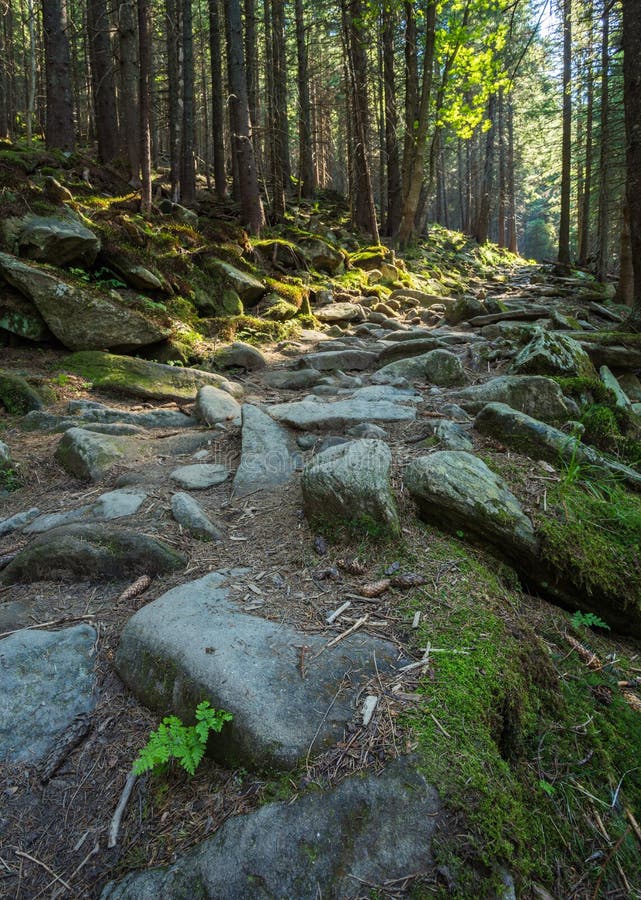 Forest Path on the Border between Coniferous Trees. Stock Image - Image ...