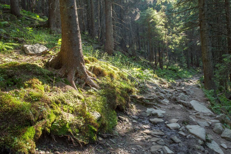 Forest Path on the Border between Coniferous Trees. Stock Image - Image ...
