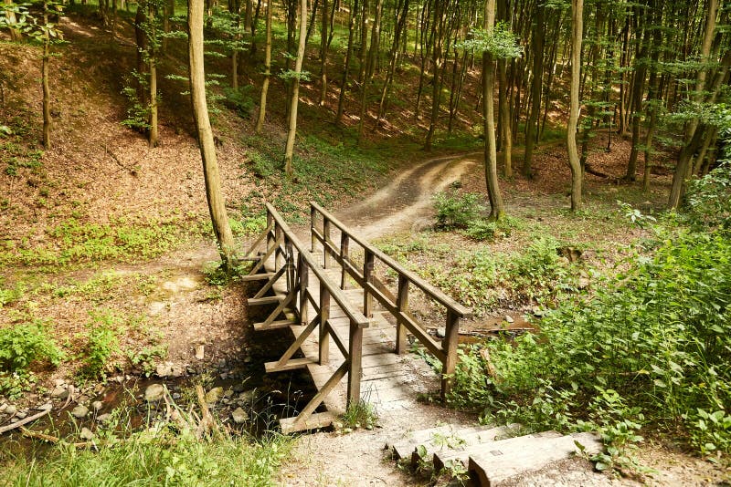 Forest Path Bridge Crossing Stream Stock Photo - Image of greenery ...